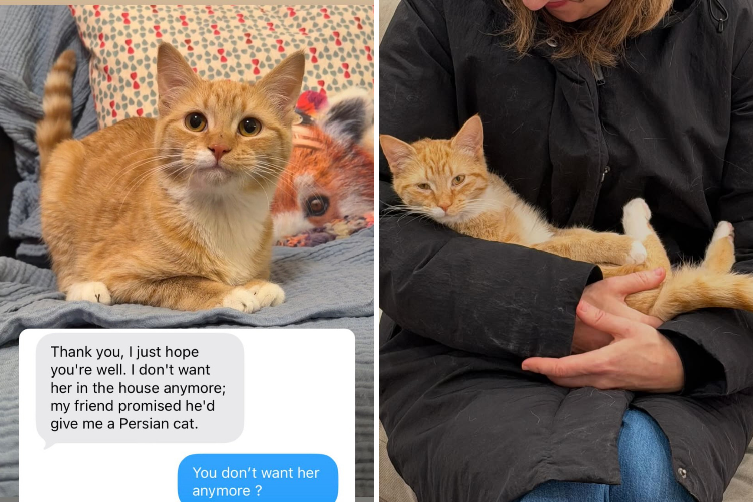Tears over text owner sends explaining why he didn't want healthy kitten