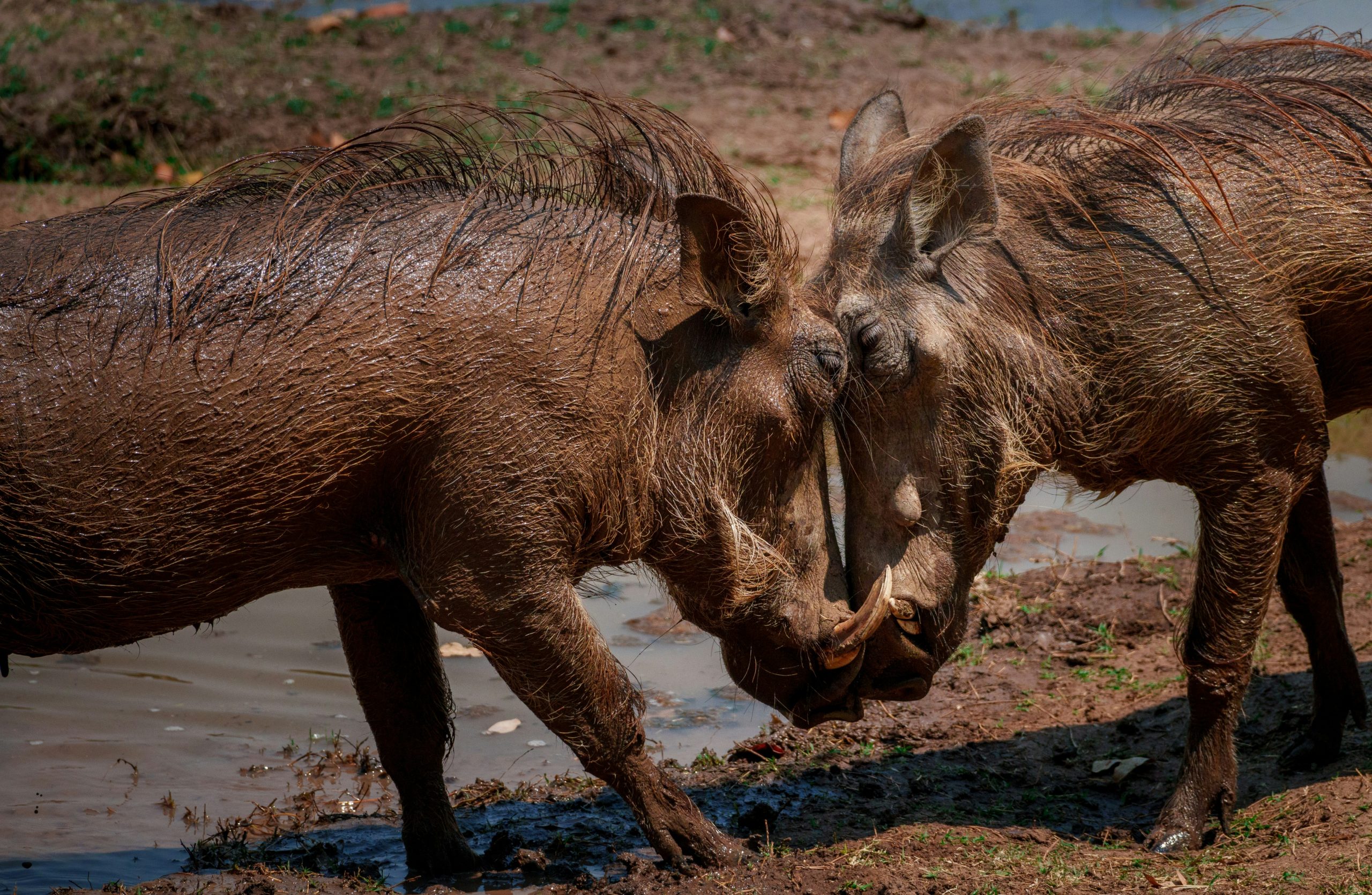 15 states where wild hog damage is getting hard to ignore