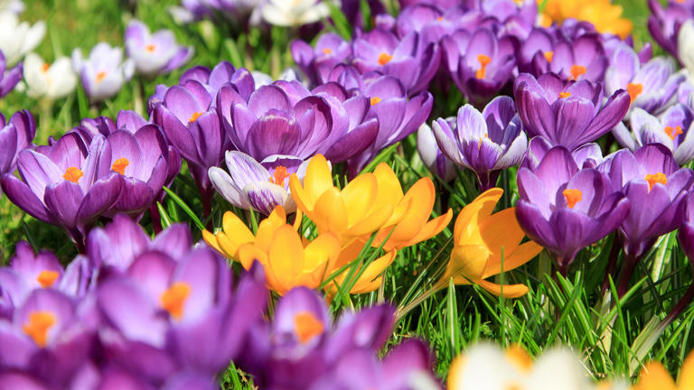 Is January too late to plant spring bulbs? No, but here's how to do it ...
