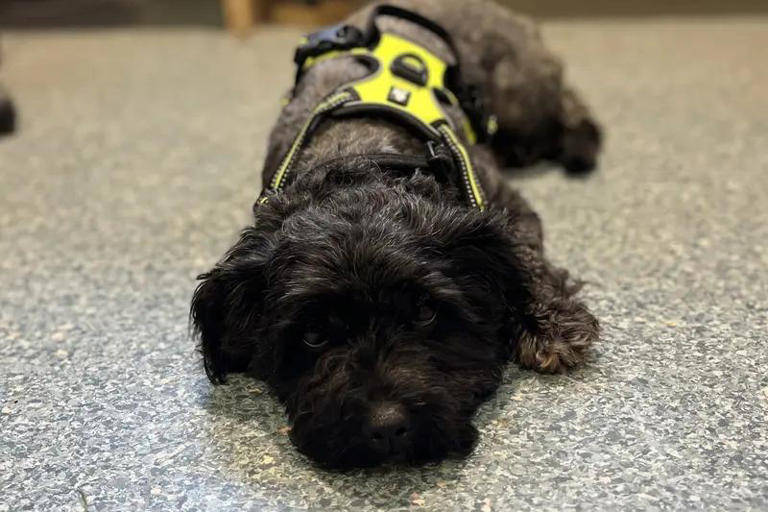 Dogs Trust: 9 loving pups seeking homes in Sussex