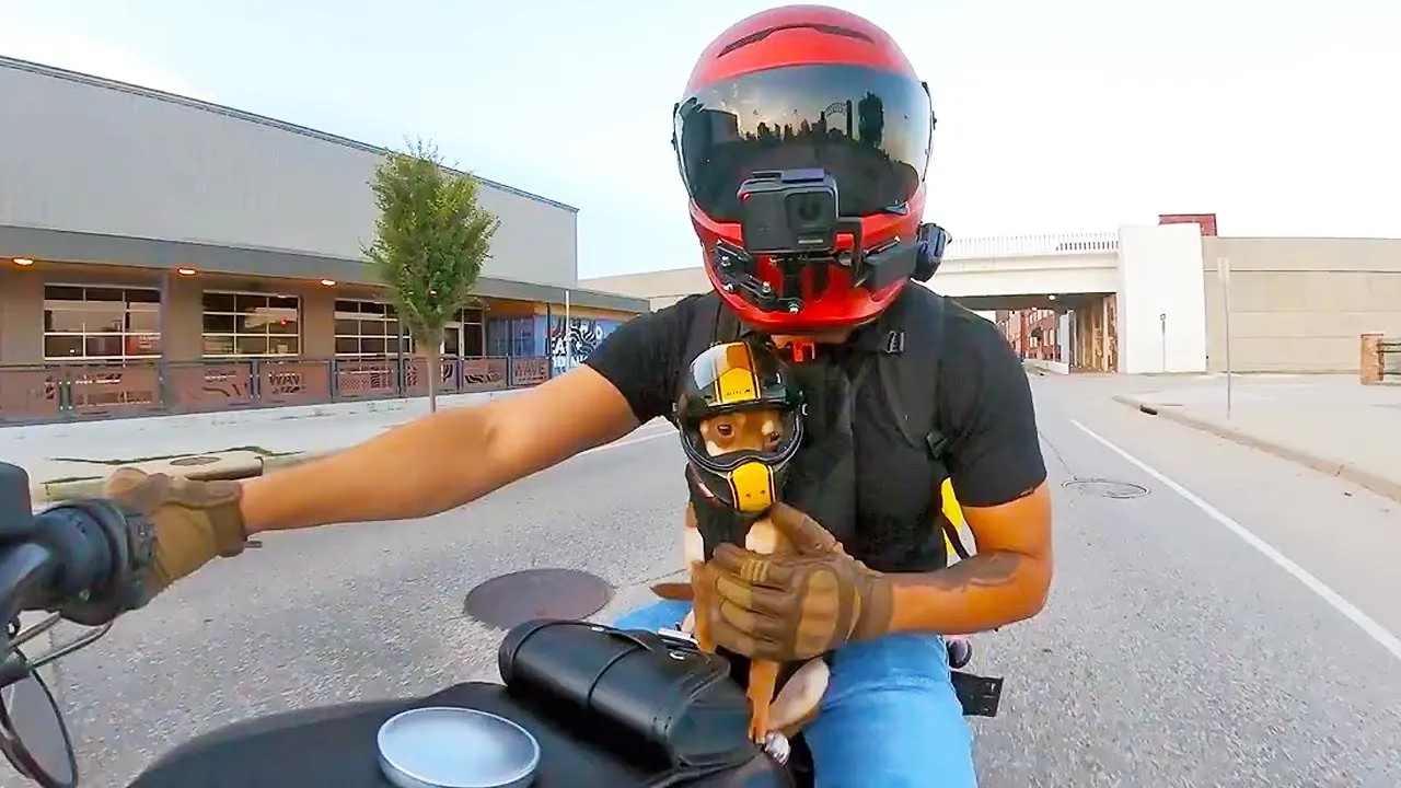 These chihuahuas ride a motorcycle every day - and they love it