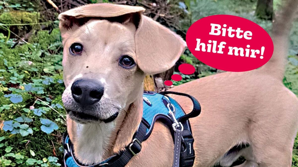 Armer Knopf! "Verdrehter" Pablo braucht uns jetzt