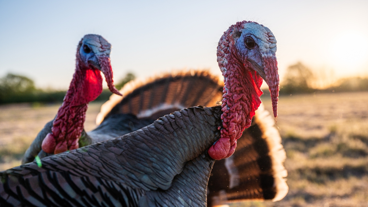15 states where turkey populations are trending up right now