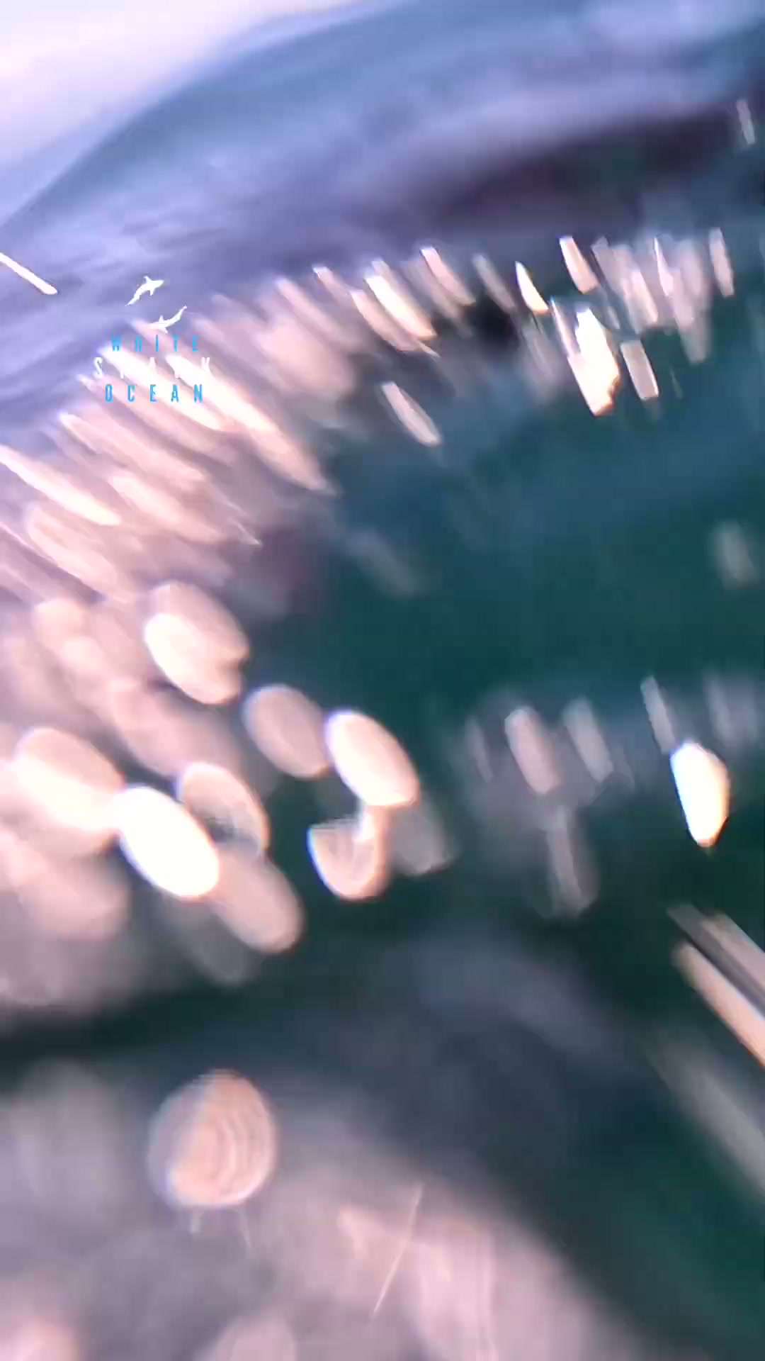 Rows of great white shark teeth