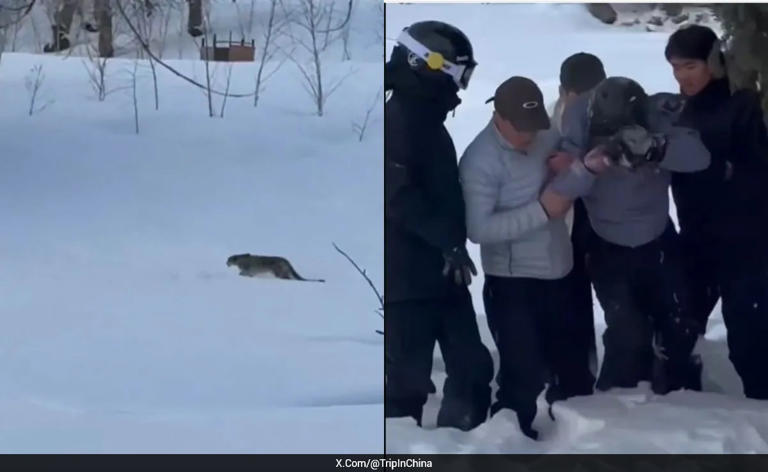 Video: Snow leopard attacks female skier who got too close for a picture