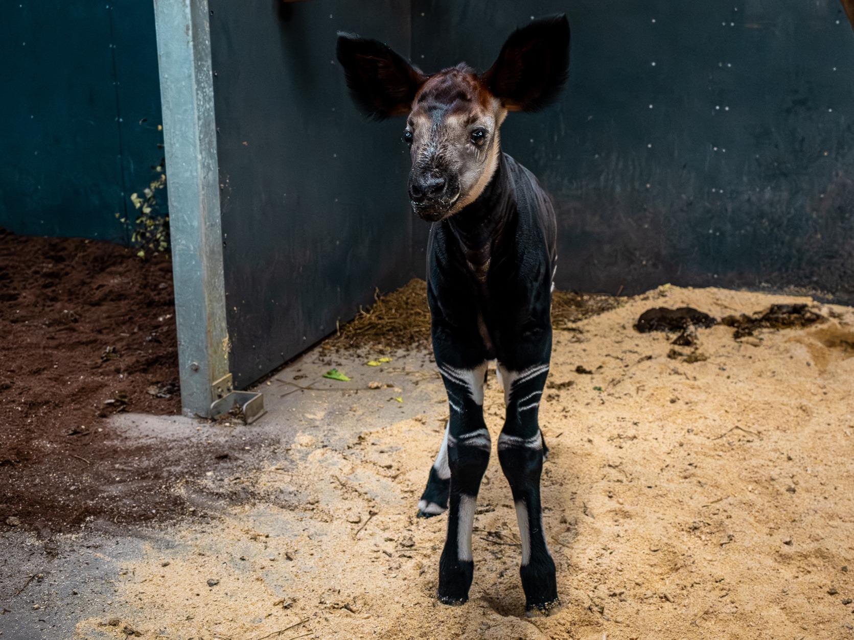 This precious adorable okapi born in December at Yorkshire Wildlife ...