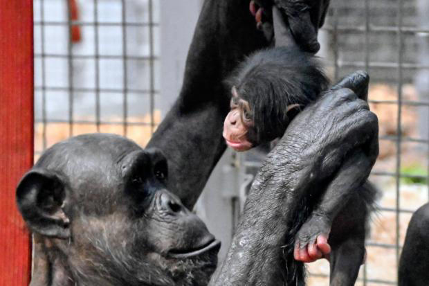 Photos show Colchester Zoo's adorable newborn chimpanzee