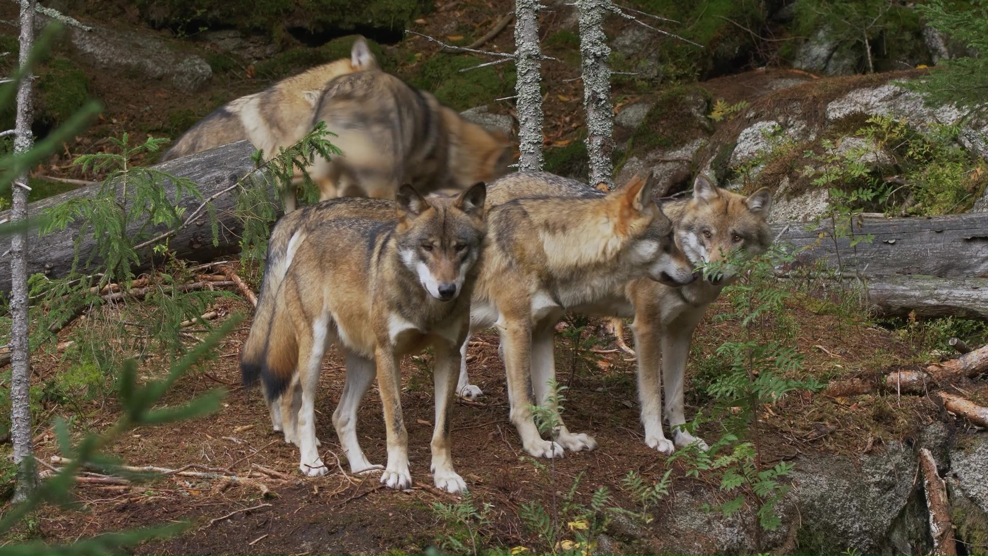 Grabé una manada de lobos salvajes