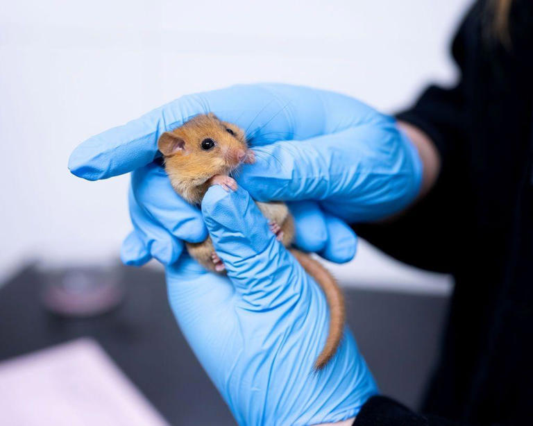 How cute is this? A tiny dormouse has been rescued in Bexhill