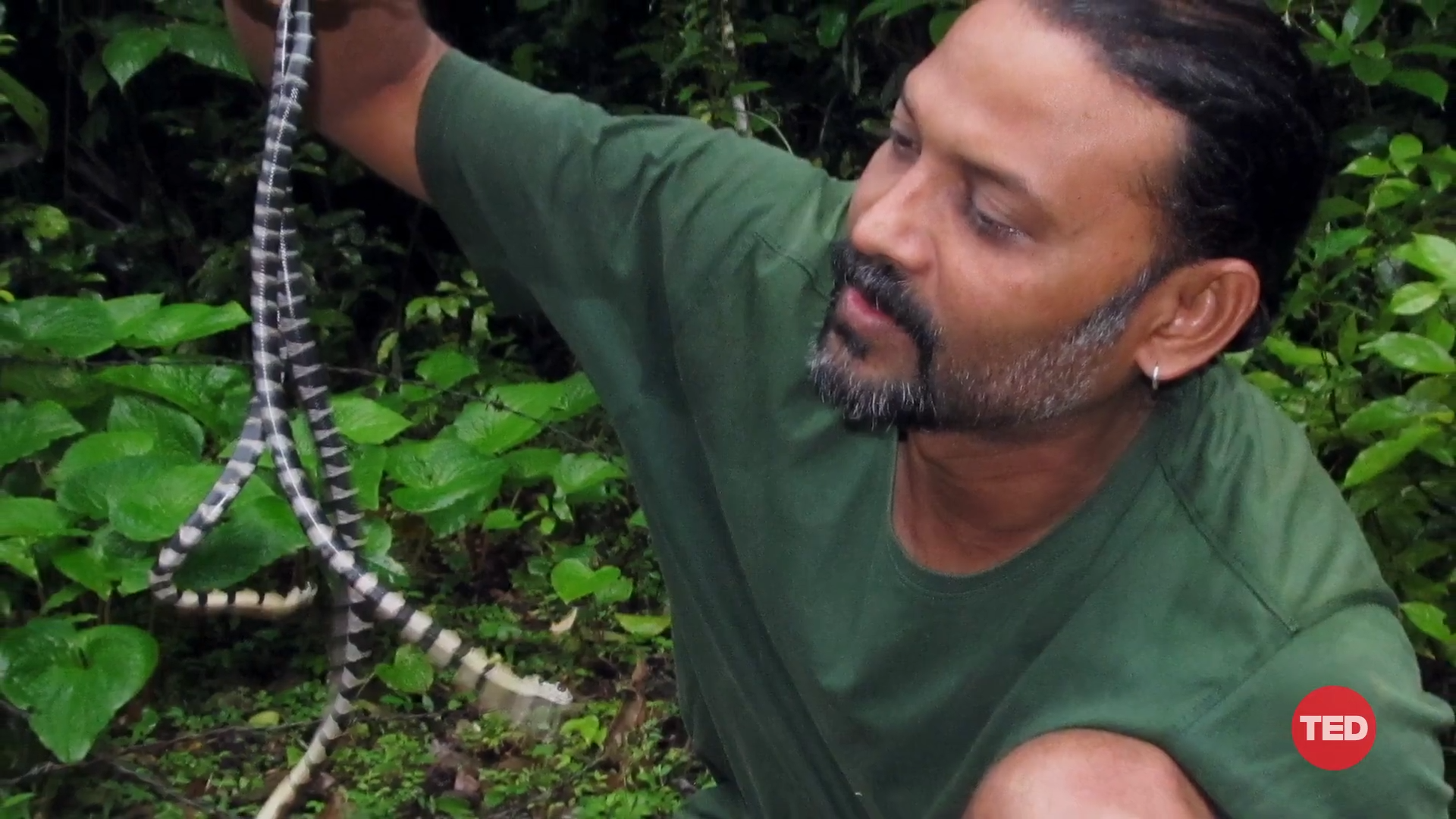This man almost died from venom - because we misunderstood king cobras
