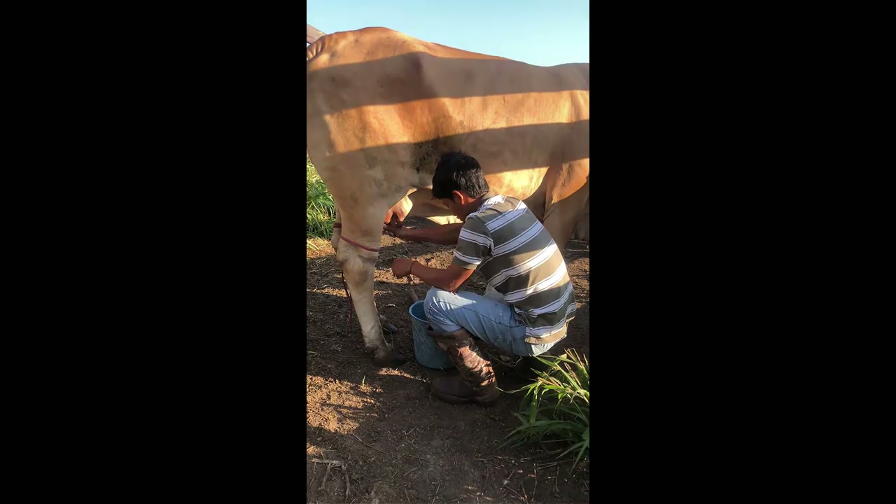 Cow kicks over milk bucket during outdoor milking in Sayaxché, Petén ...