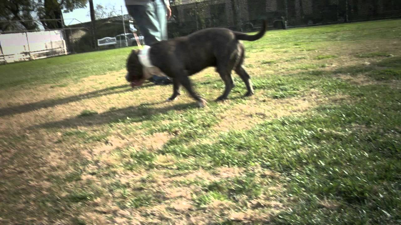 American bully - Shamrock