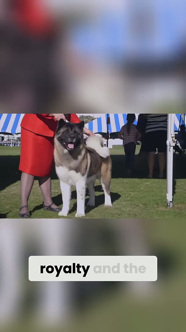 How Akita dogs became legends in Japan!