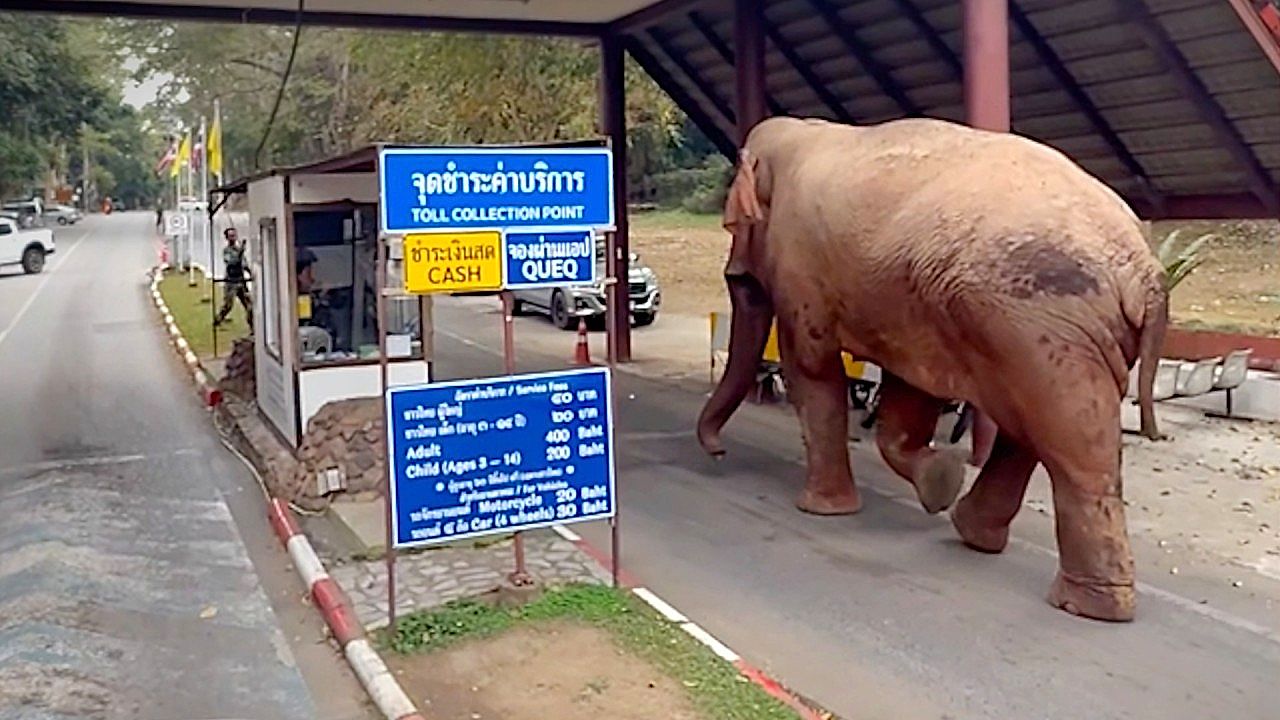 Mischievous elephant ignores guards and breaches Thailand security