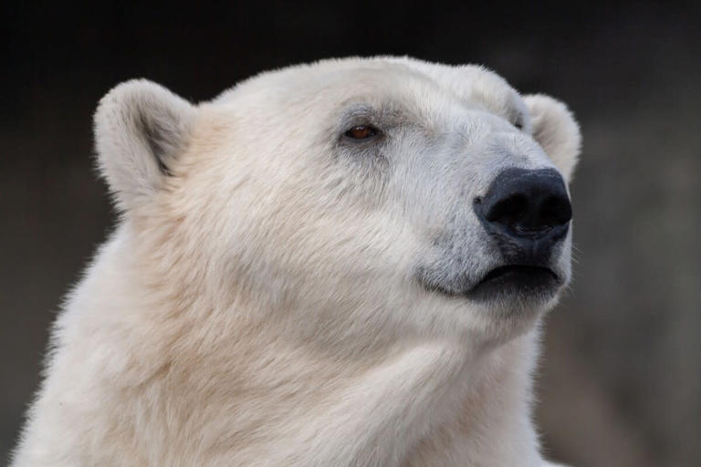 Watch a polar bear and Valais goat herd's adorable first encounter