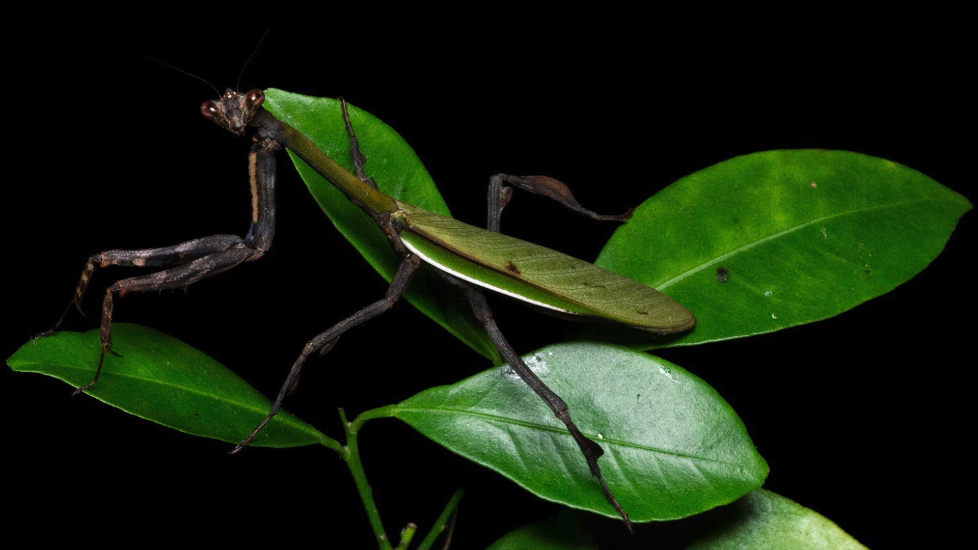 This creature looks like something from another world - but it’s real