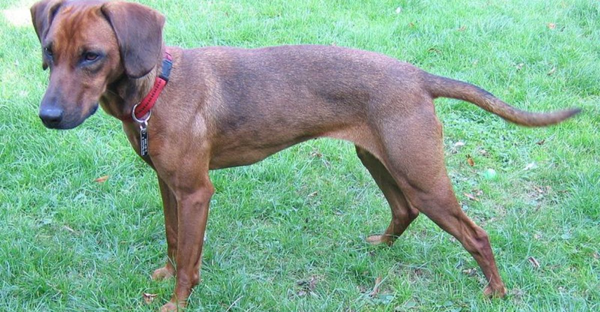 These 10 breeds were bred to observe first, act second