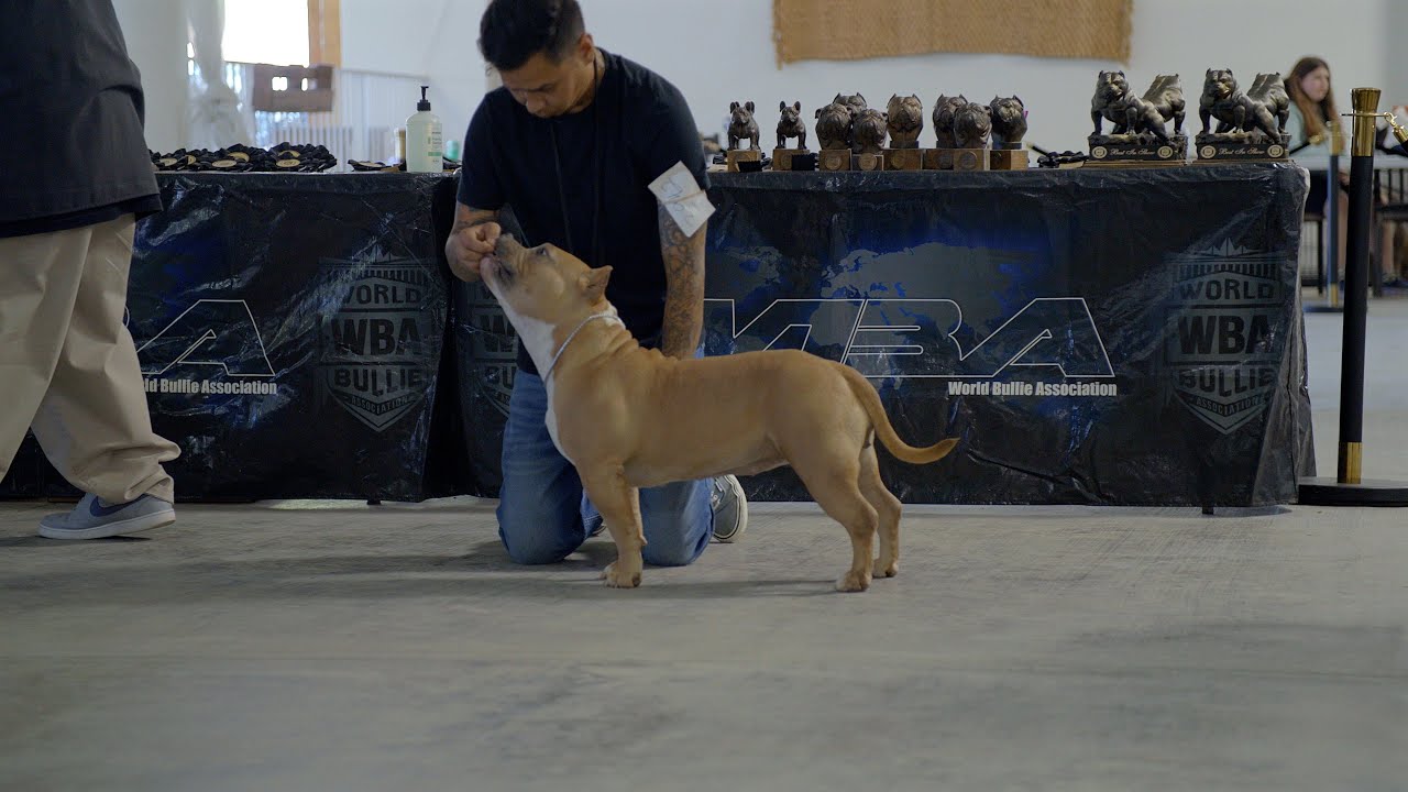 What happened to bully dog shows in 2025?