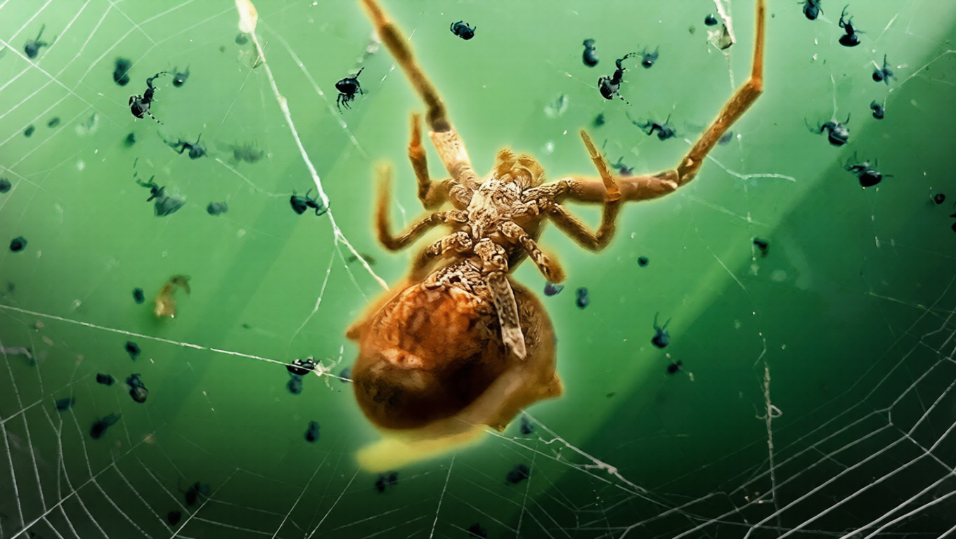 Australia’s swarm-hunting spiders reveal a disturbing survival tactic