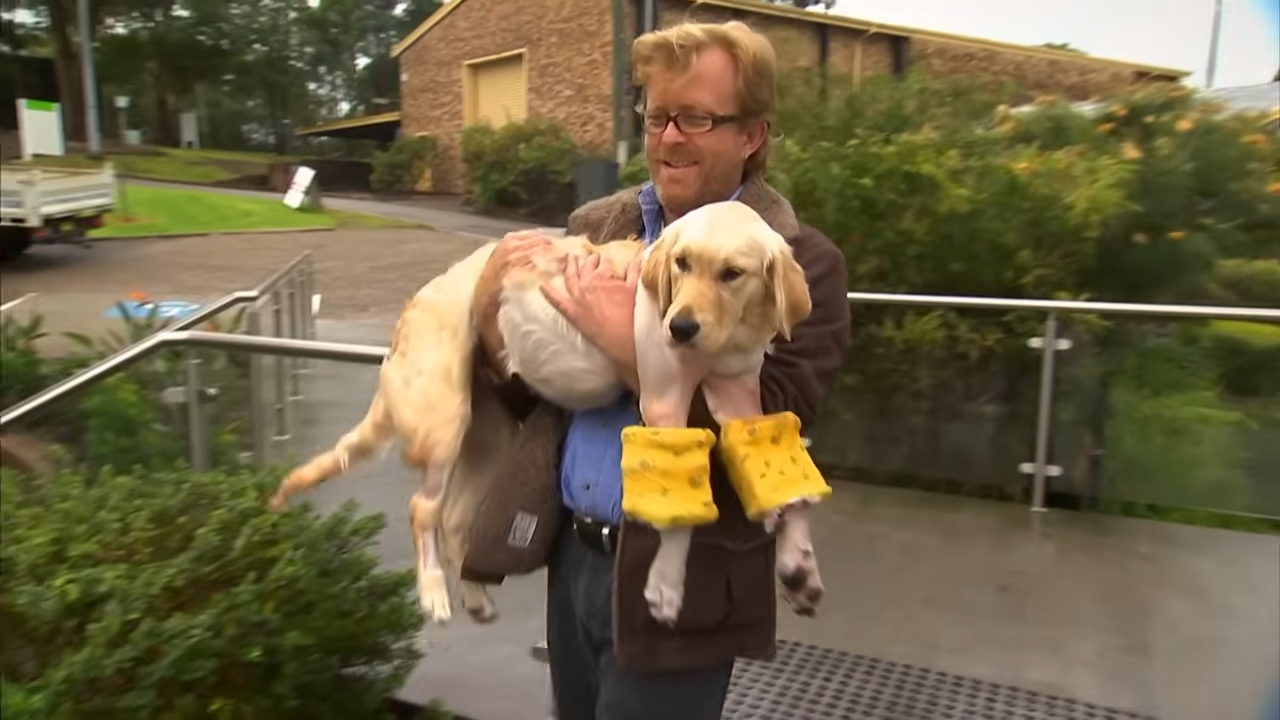 What Happens When A Dog Gets A Bone Stuck