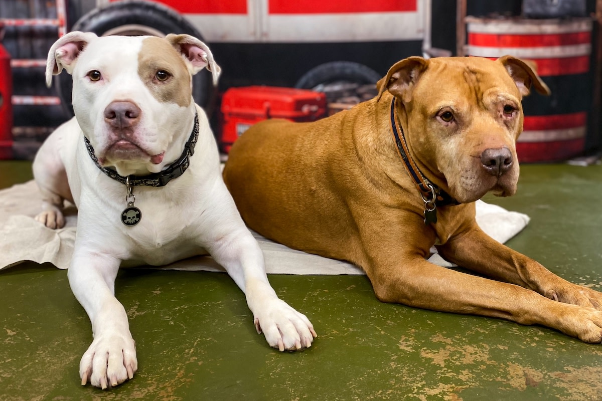 Rescue pit bull Dozer finds forever home with brother Chimney after ...