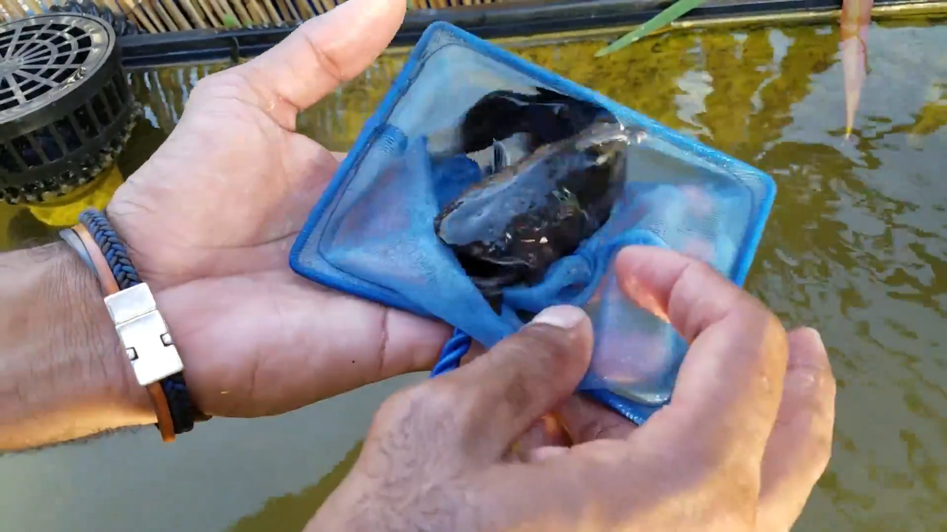 Building a stream to connect my pond at home actually worked