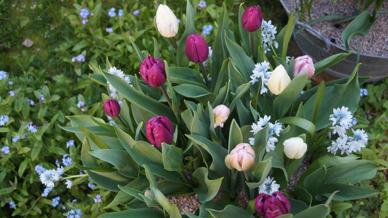 Is January too late to plant spring bulbs? No, but here's how to do it ...
