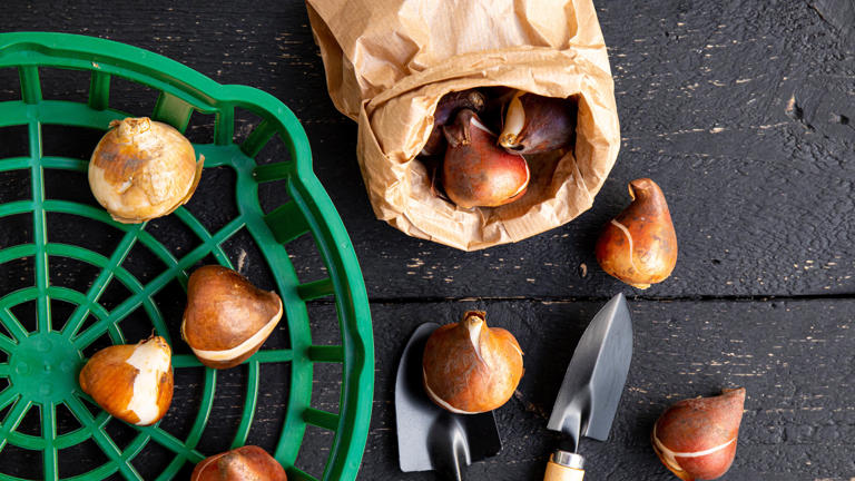 Is January too late to plant spring bulbs? No, but here's how to do it ...