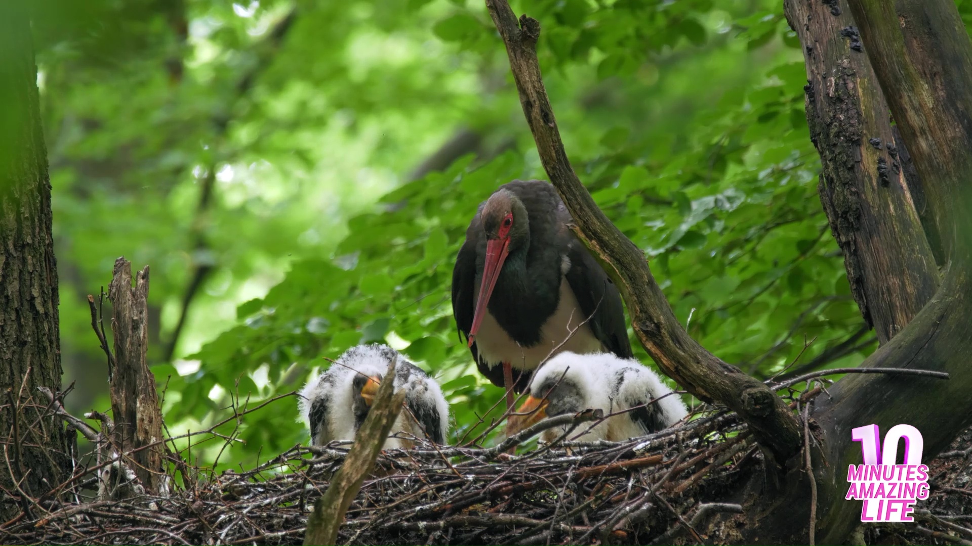 A black stork family raising chicks in the wild
