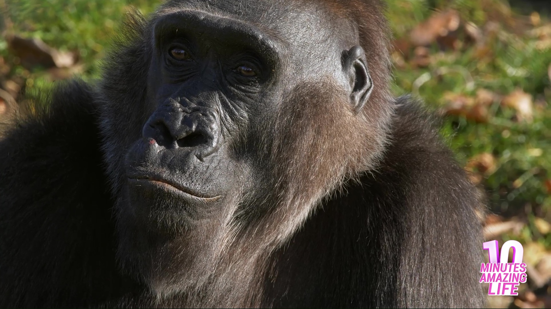 I filmed this gorilla’s face up close