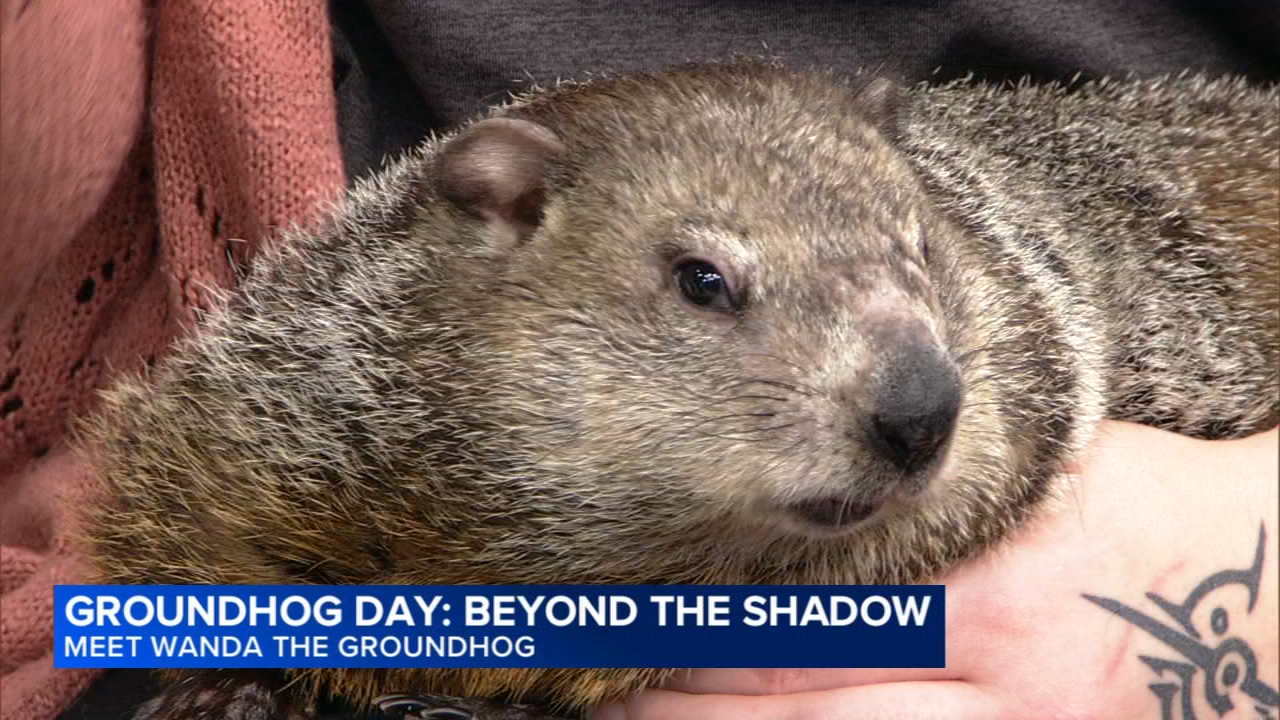 Groundhog Day spotlight shines on Wanda, local wildlife ambassador