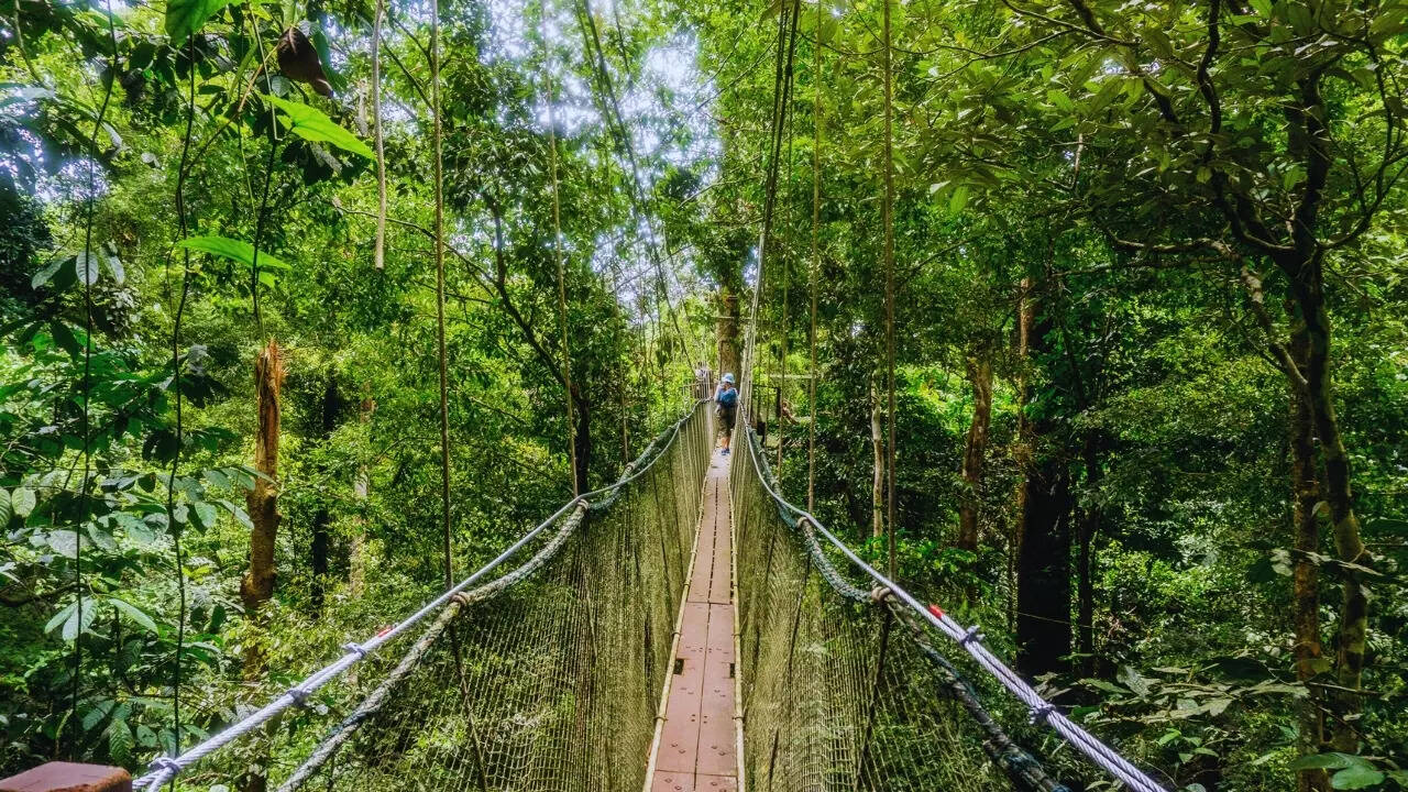In this jungle, plants and flowers are carnivorous - can you take a guess?