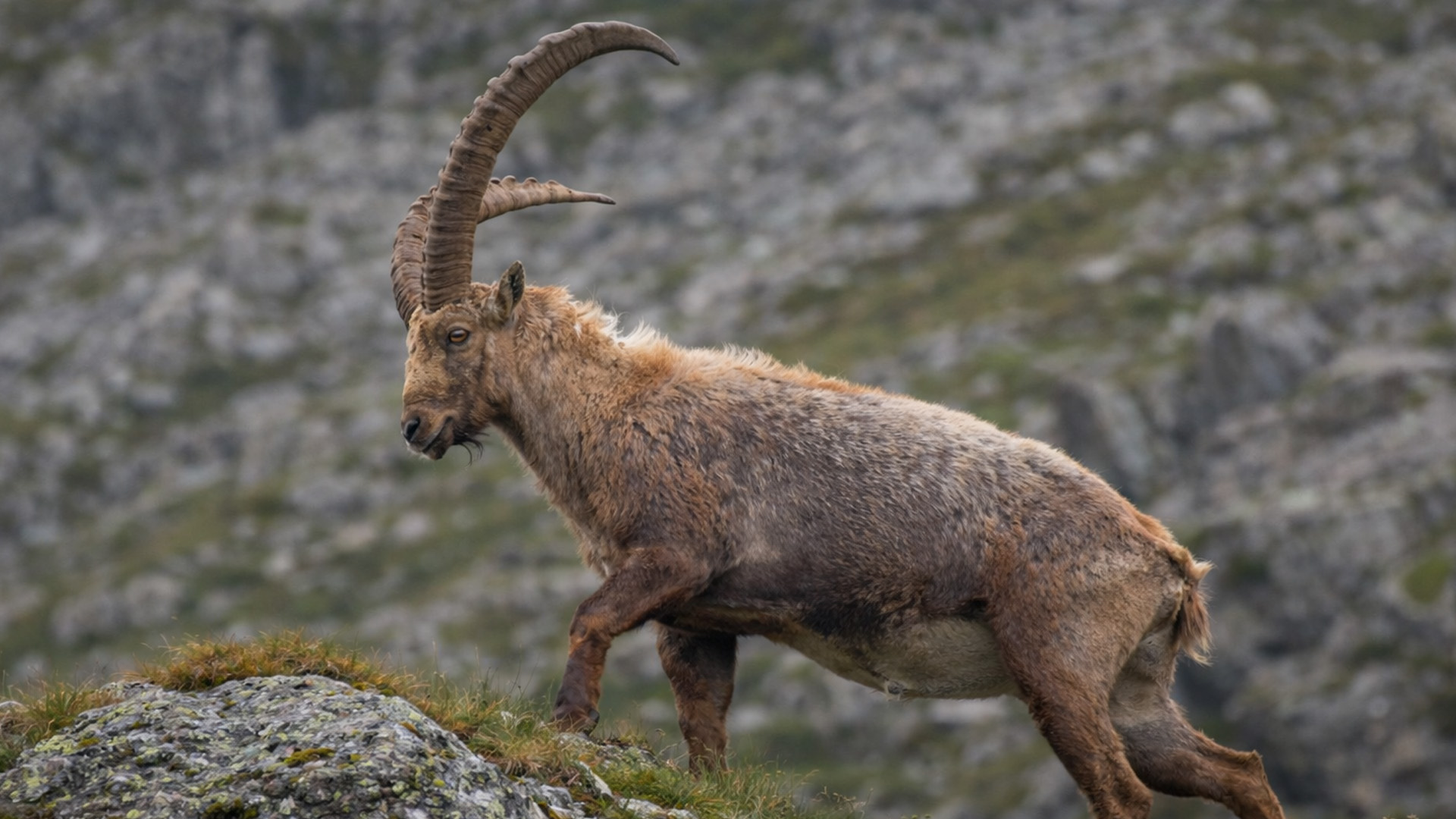 Made for steep trails