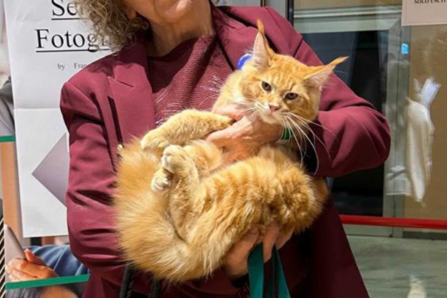 Questo cucciolo arancione di Maine Coon è stato eletto il gatto più ...