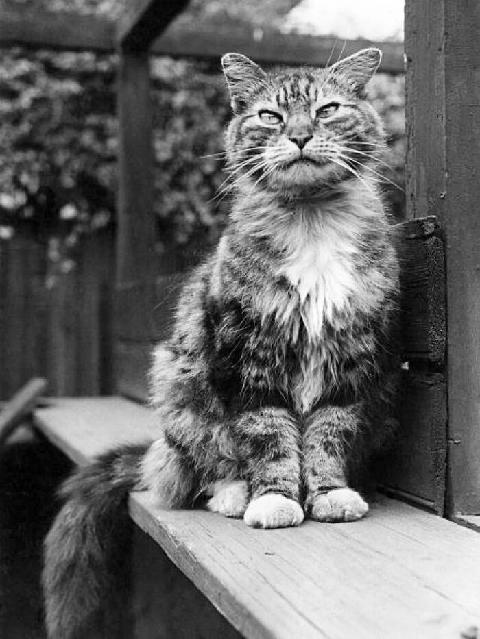 From movie stars to unknown cat owners, here are 43 vintage photos of ...