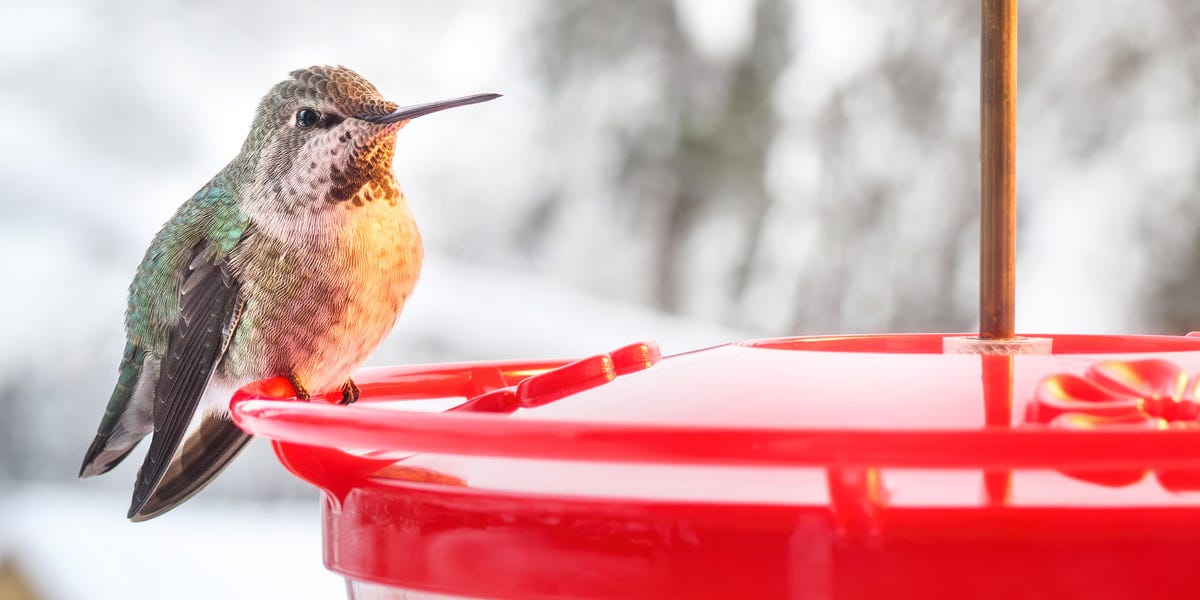 Should I use a hummingbird feeder in winter? What experts say
