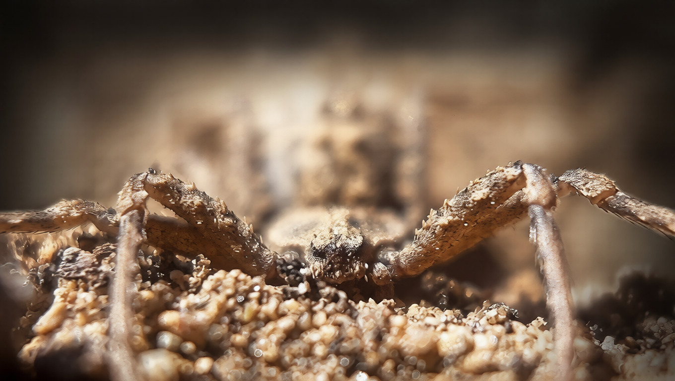 How life persists in the most lethal desert on Earth