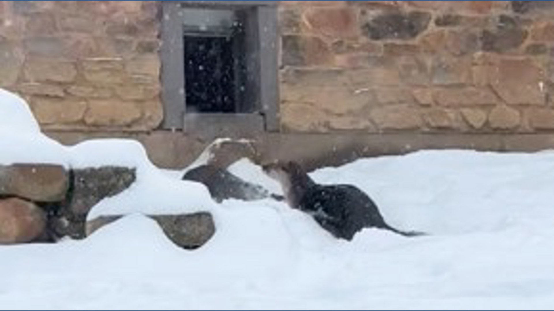 Animals play in the snow at the Akron Zoo