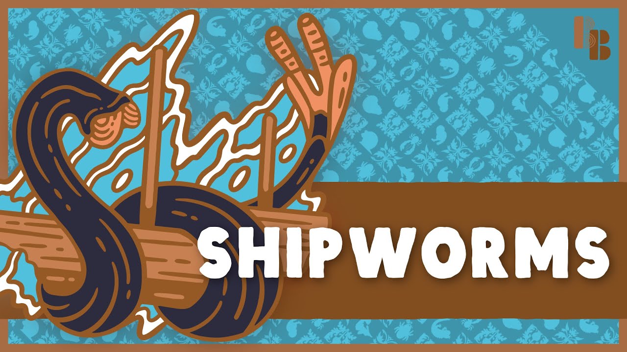 This clam sinks ships