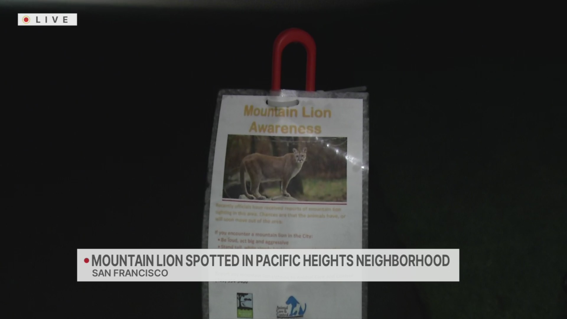 Mountain lion spotted in SF's Pacific Heights neighborhood