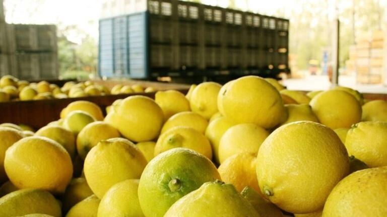 Por qué recomiendan tirar agua hirviendo con limón por las rejillas
