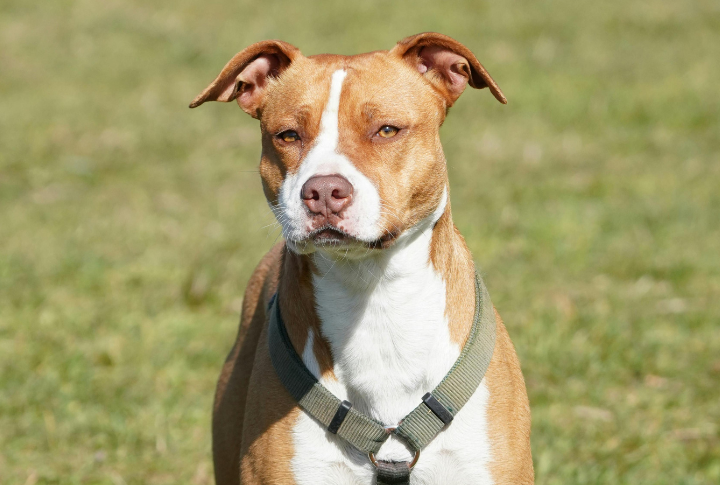 Assessing the risks and rewards of owning pit bulls