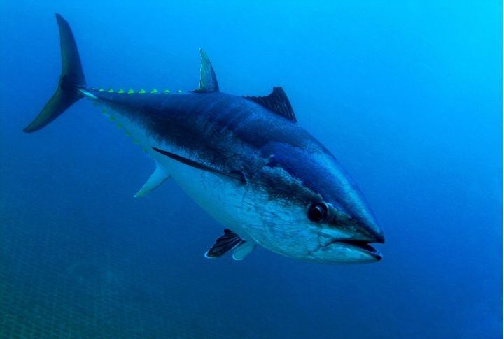 The 15 exotic varieties of tuna