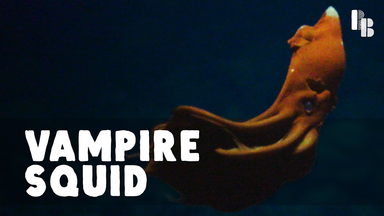 Not a vampire...or a squid