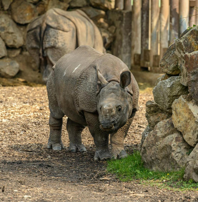 Scientists found the entire woolly rhino genome inside the stomach of ...