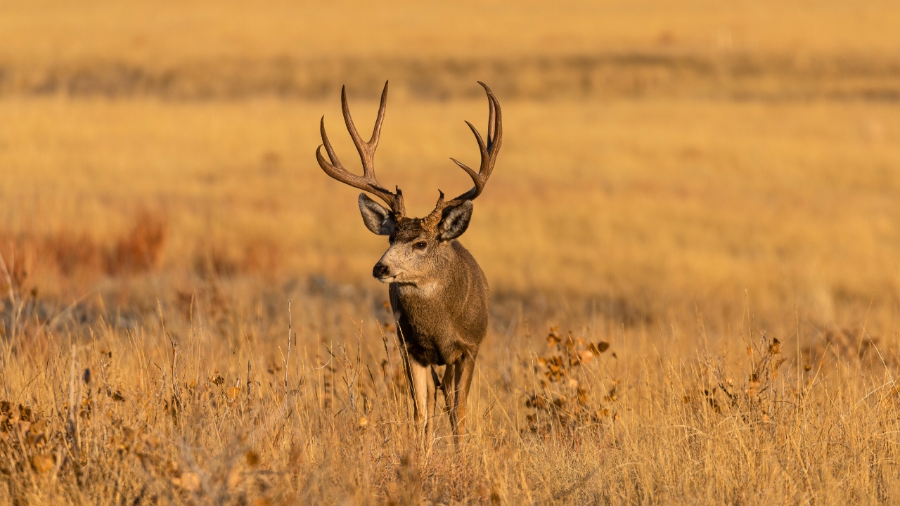 The animals that are way tougher than hunters give them credit for