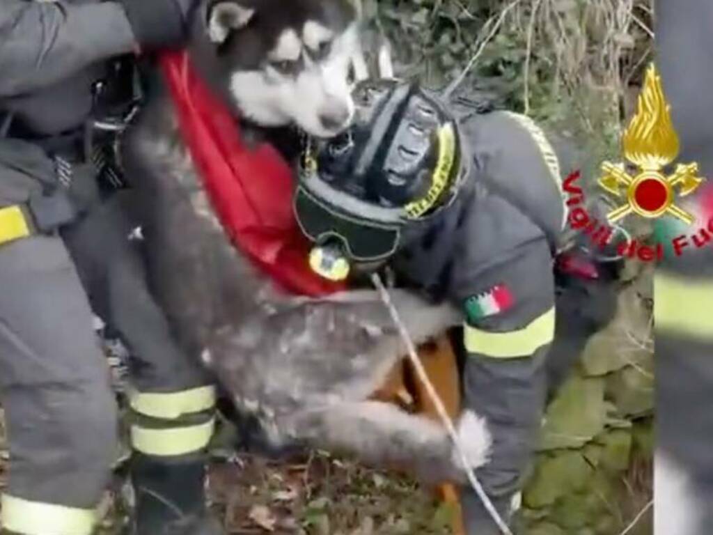 Smarrito da cinque giorni, i vigili del fuoco salvano il cane Charlie ...