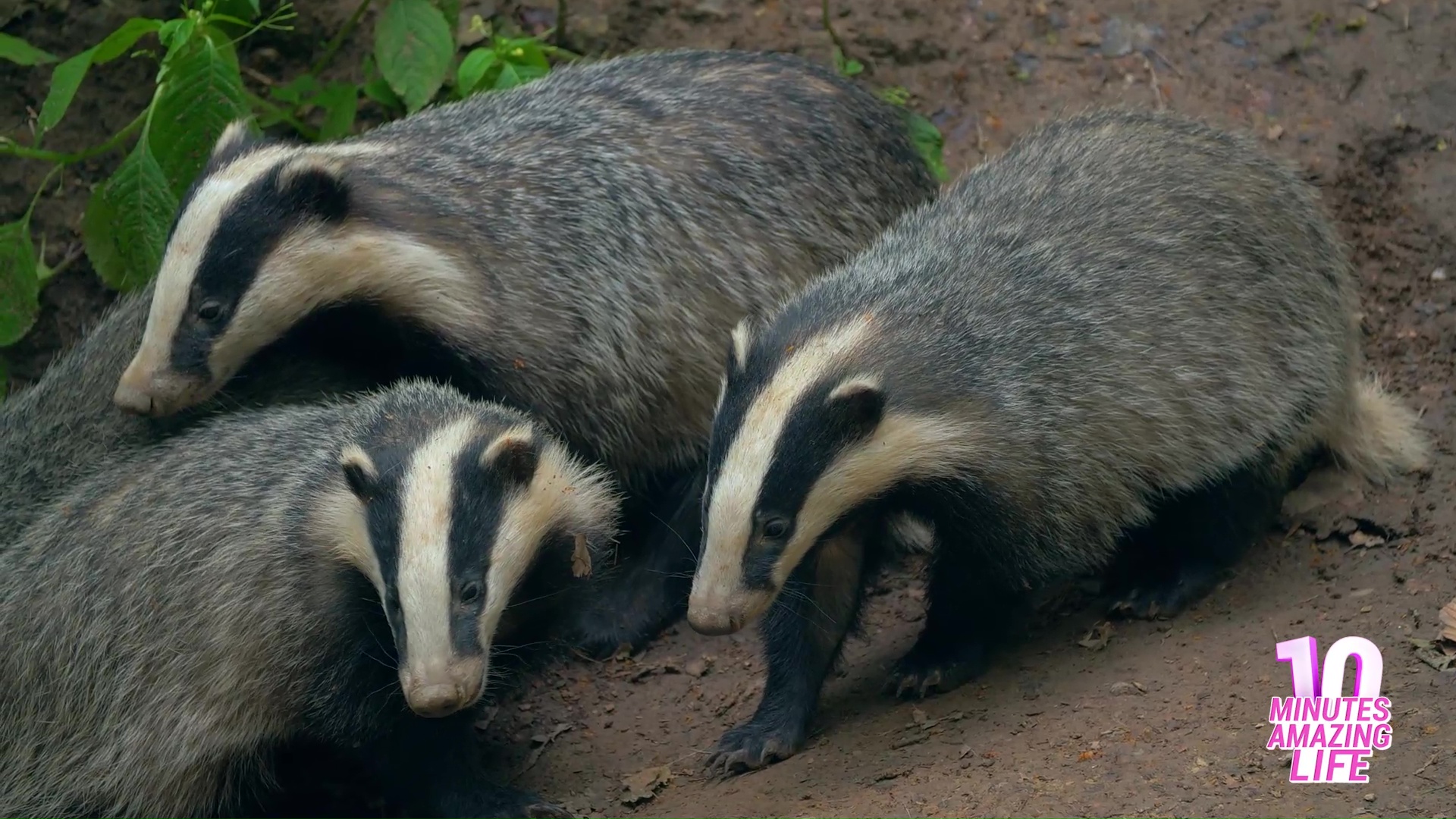 I filmed this badger family up close in the wild