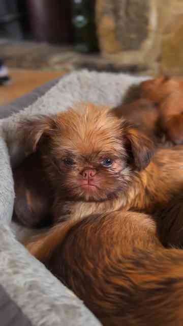 Warning: Scrolling may result in wanting a Brussels Griffon