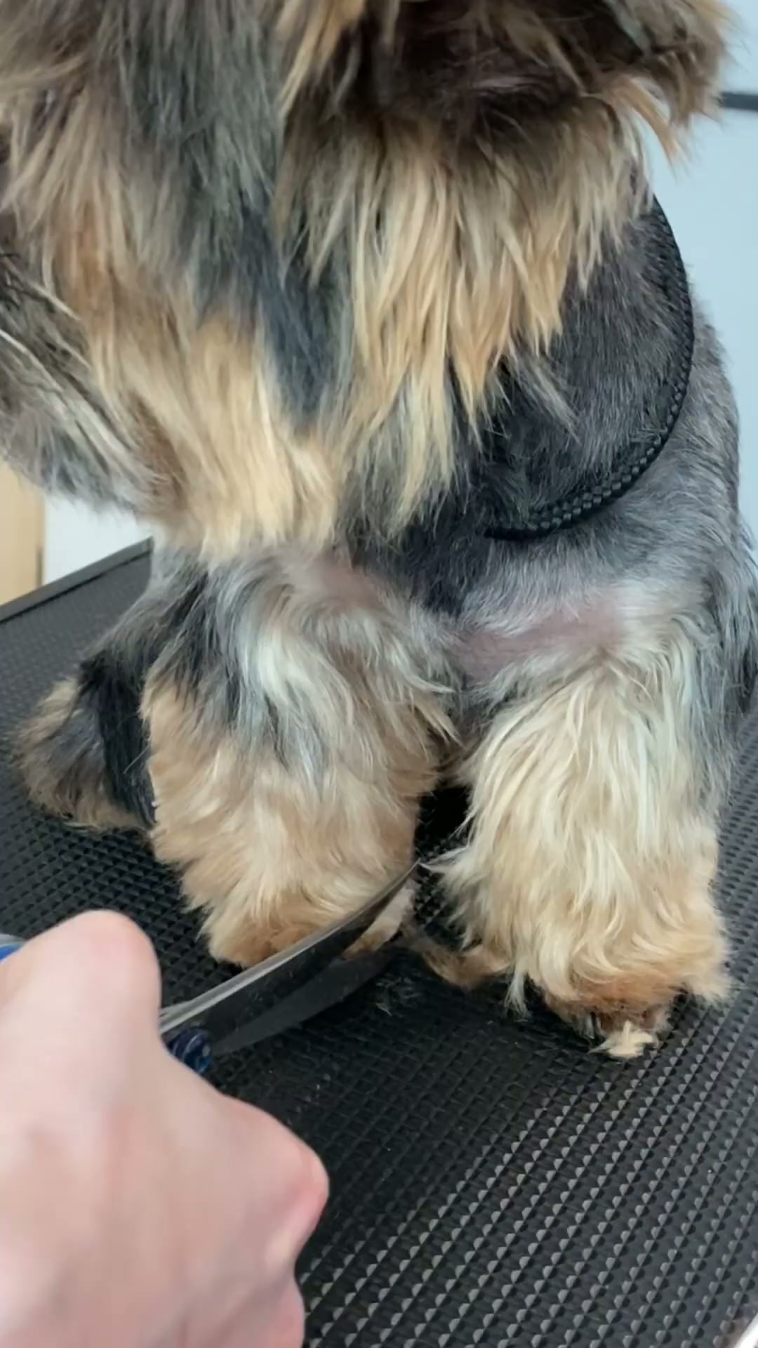 How to trim Yorkie paw